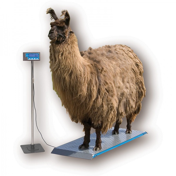 Large Animal / Livestock Scales