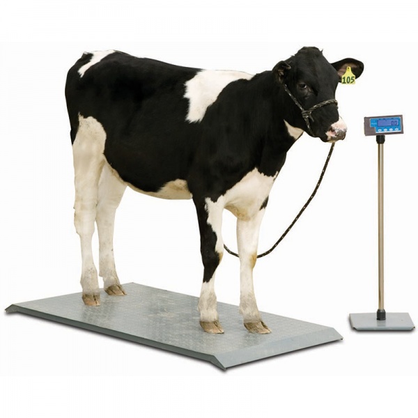 Large Animal / Livestock Scales