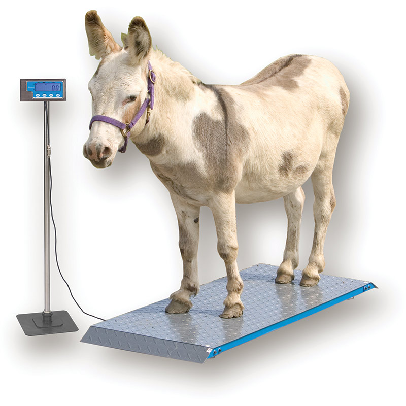 Salter Brecknell PS1000 / PS2000 Floor Scales